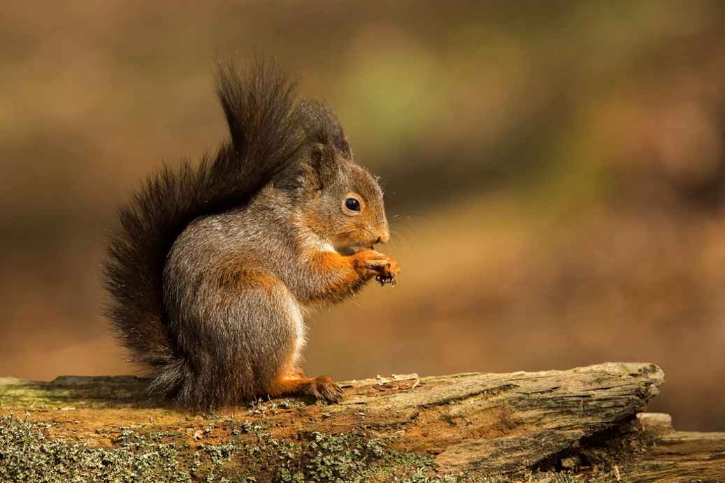 Q and A with Anne McCall, RSPB Scotland | Triodos Bank