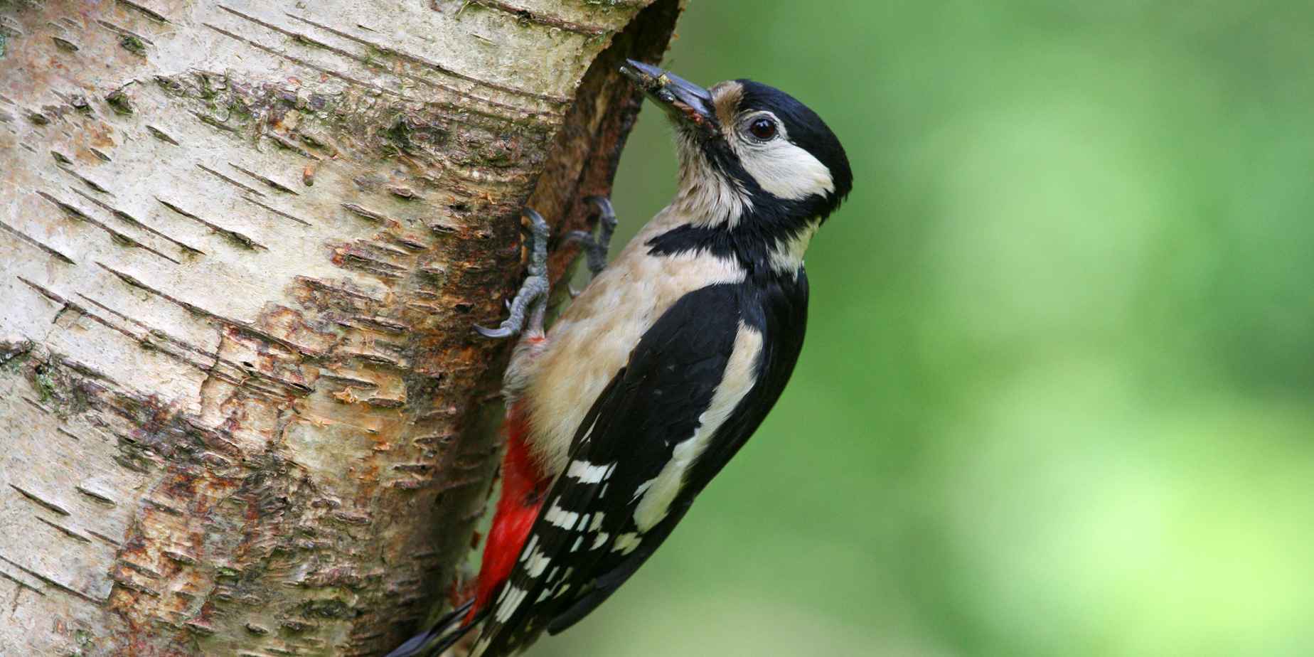 New RSPB café designed with wildlife in mind