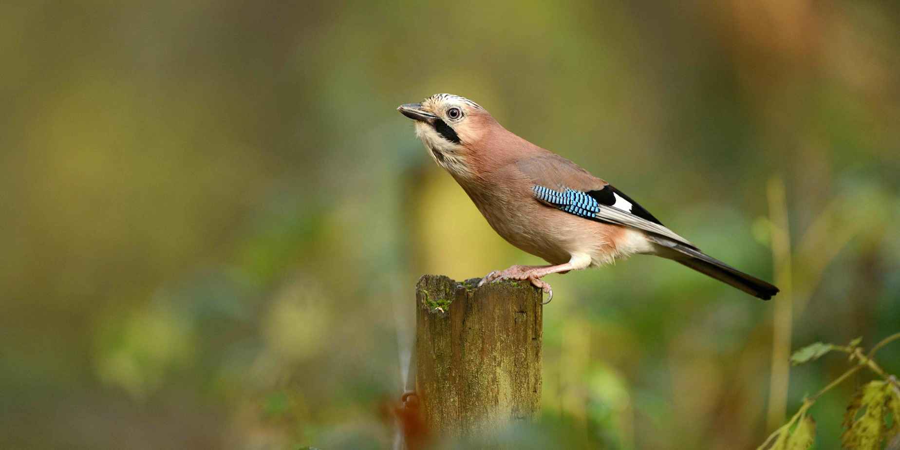 New RSPB café designed with wildlife in mind