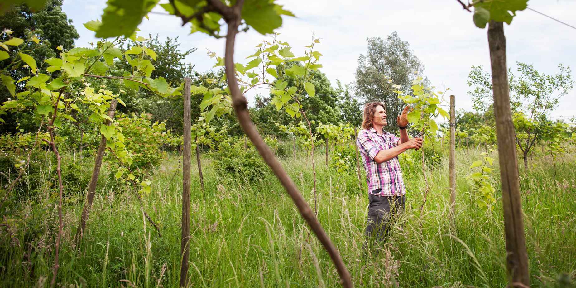 Triodos invests in nature-based solutions | Triodos Bank