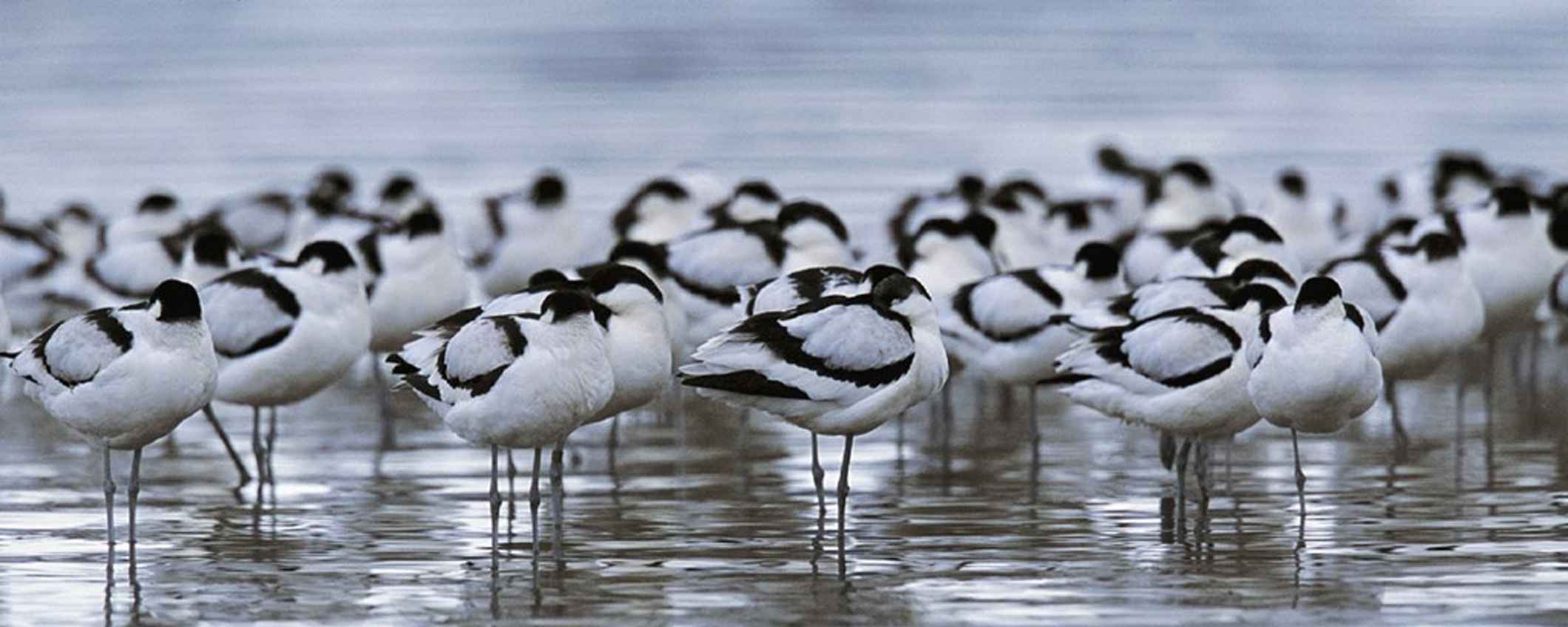 Q and A with Beccy Speight, Chief Executive of RSPB | Triodos Bank