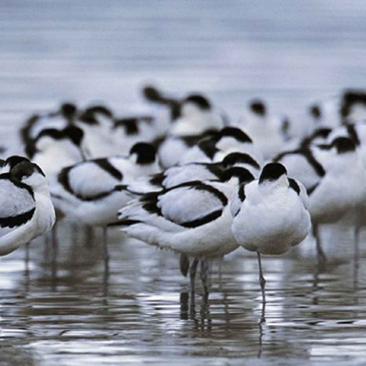 Q and A with Beccy Speight, Chief Executive of RSPB | Triodos Bank