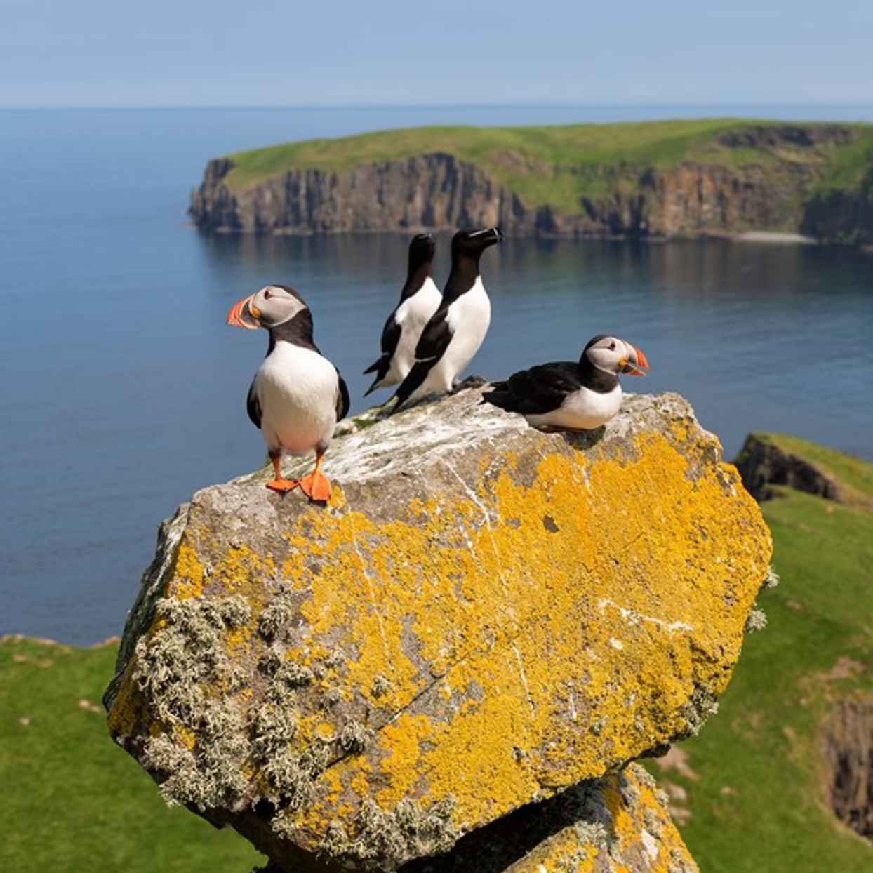 Q and A with Anne McCall, RSPB Scotland | Triodos Bank