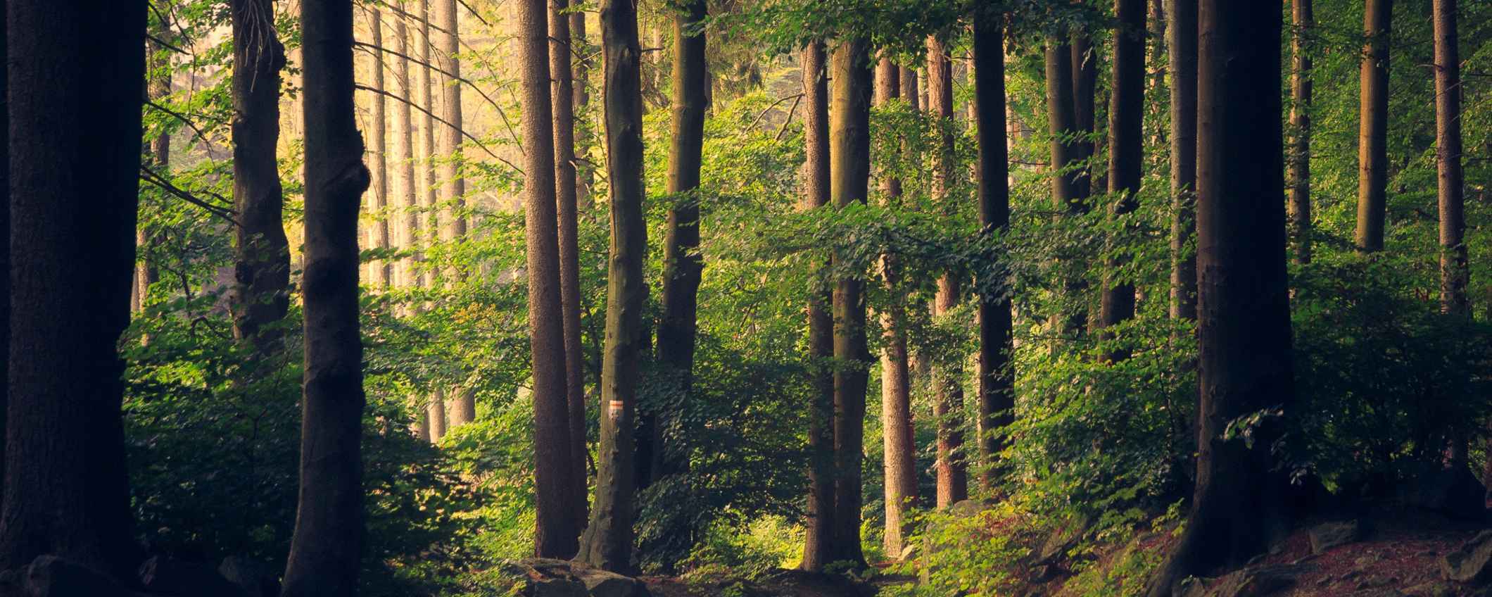 How sustainable is your bank? How to spot greenwashing. | Triodos Bank
