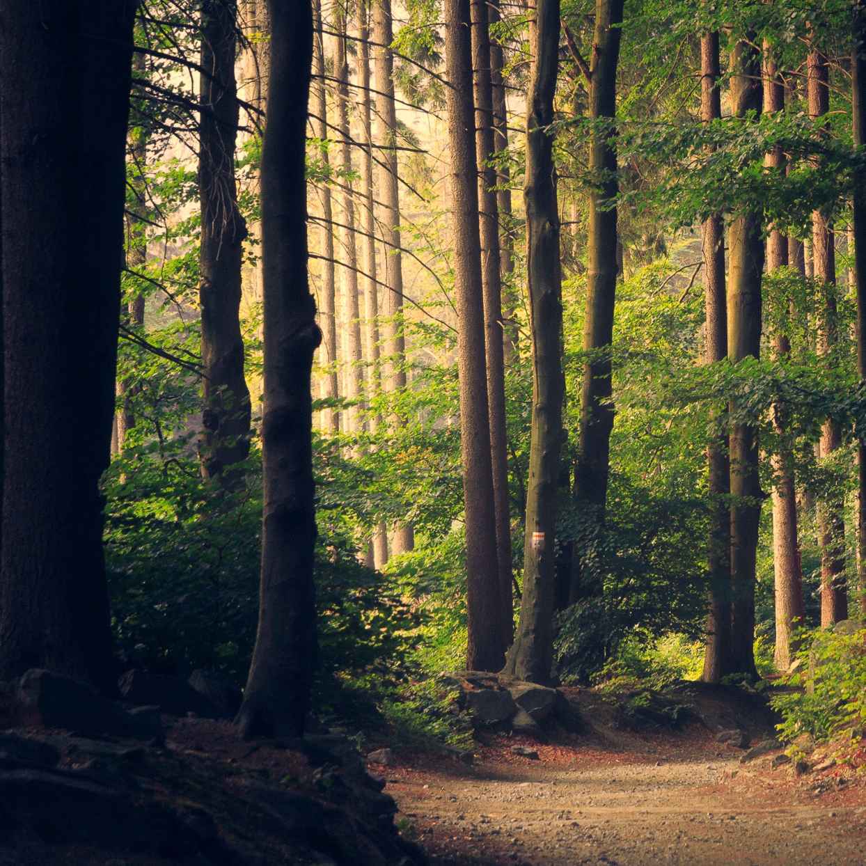 How sustainable is your bank? How to spot greenwashing. | Triodos Bank