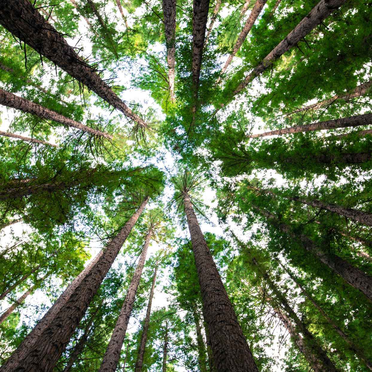 How can we get rid of Earth Overshoot Day?