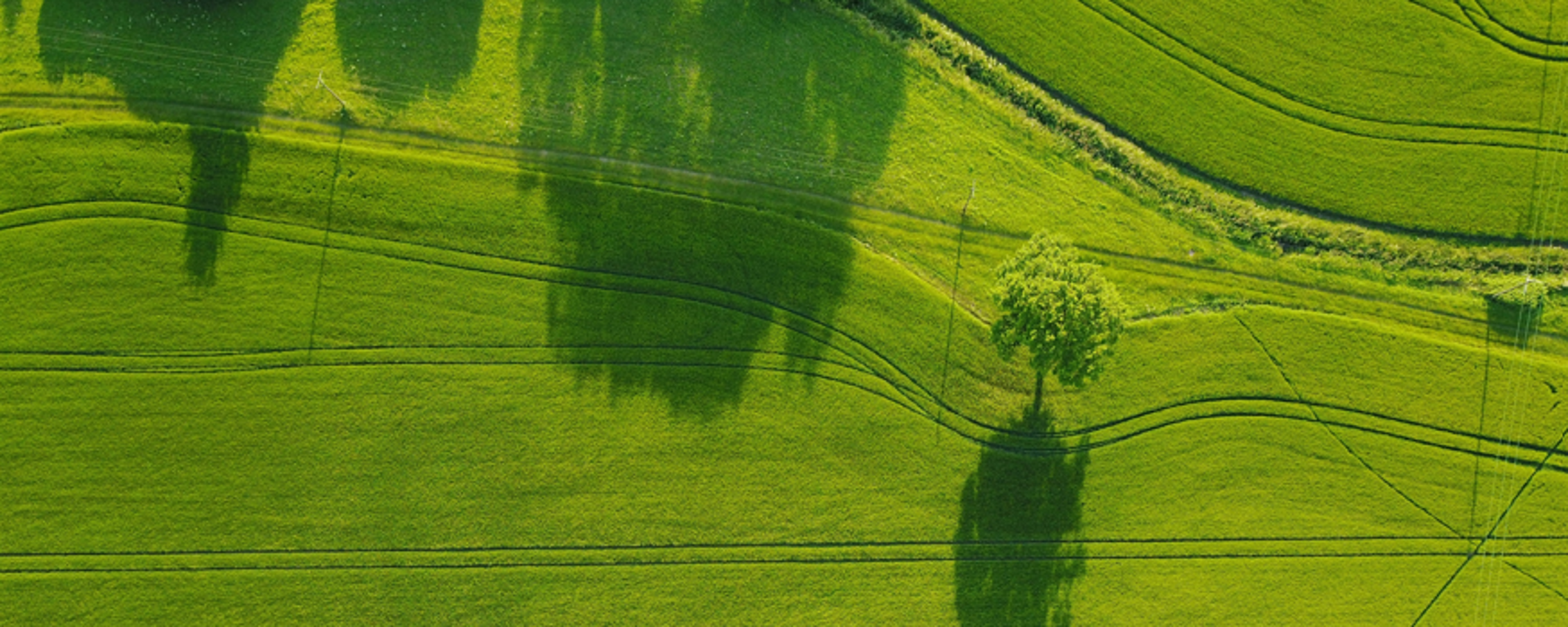 What is an ethical ISA and how are Triodos ISAs different?