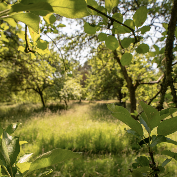Stories of transformative impact: Oxygen Conservation