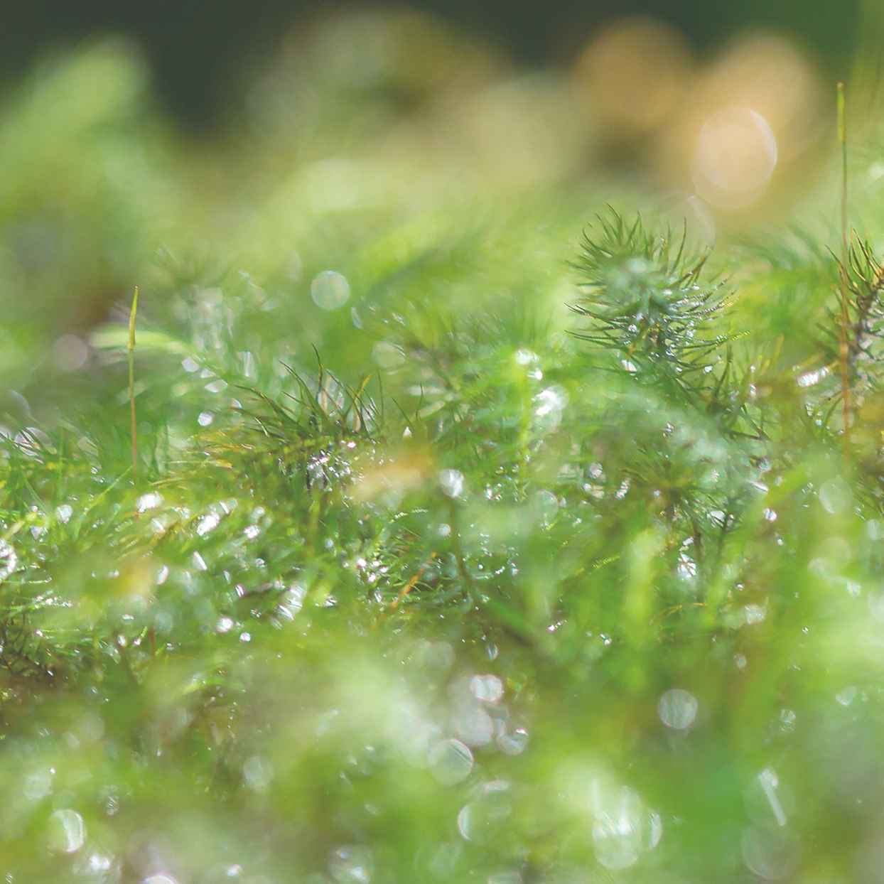 Nature is our greatest teacher | Triodos Bank