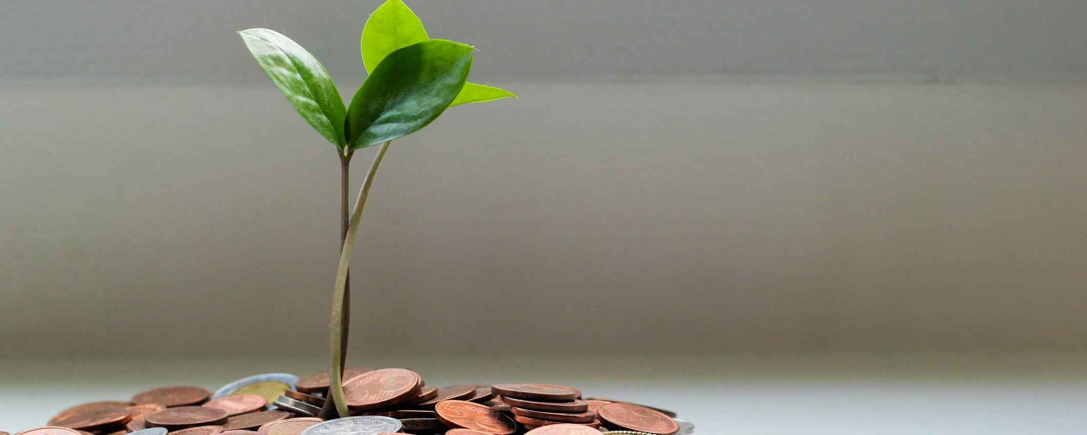 How ISA limit changes affect investment strategy | Triodos Bank
