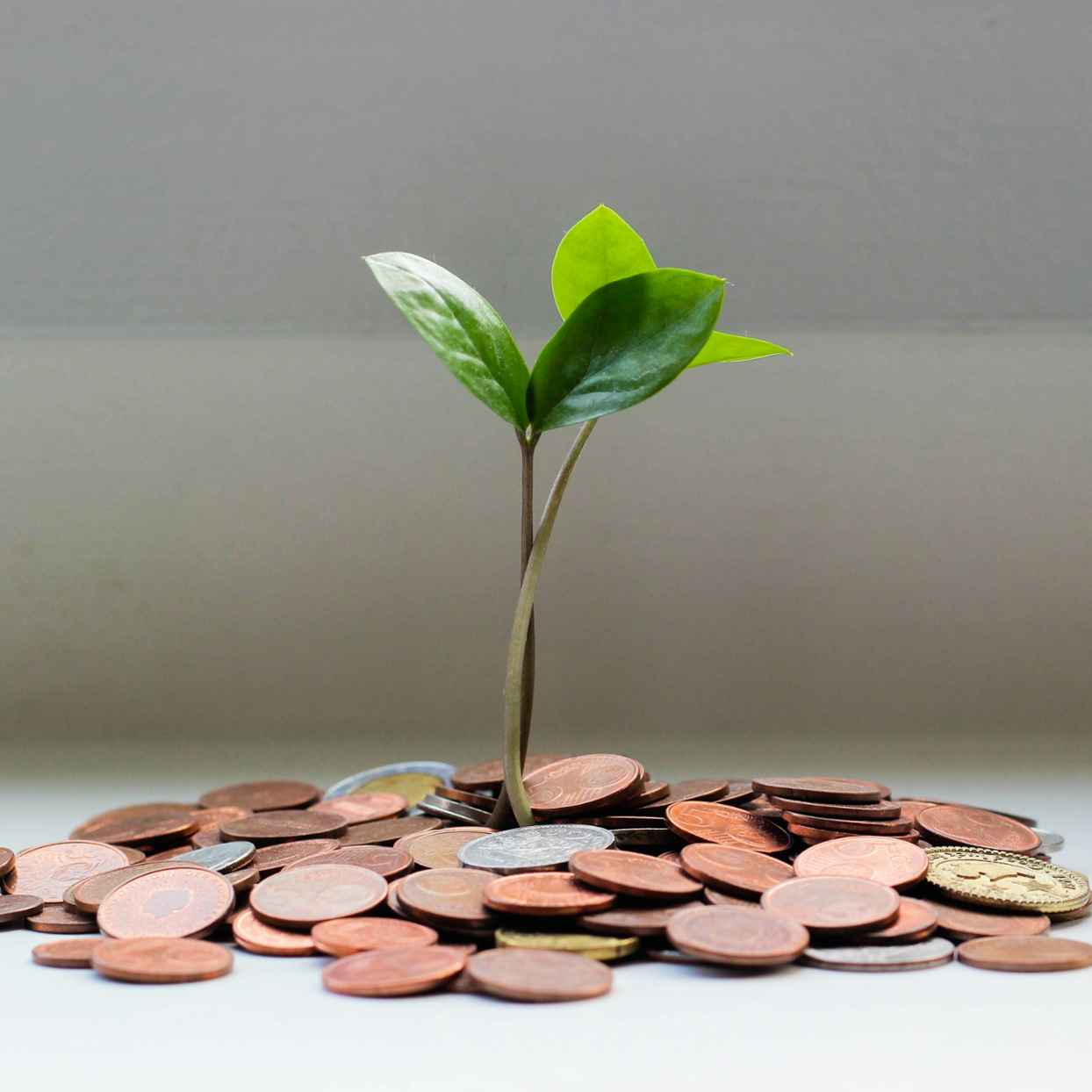 How ISA limit changes affect investment strategy | Triodos Bank